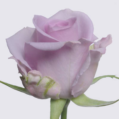 Ocean Song Rose Plant | Plant Propagation | Van Lier Nurseries